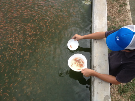TaiwanICDF - Taiwan Assisting Ecuador in Enhancing Fish Farming Skills